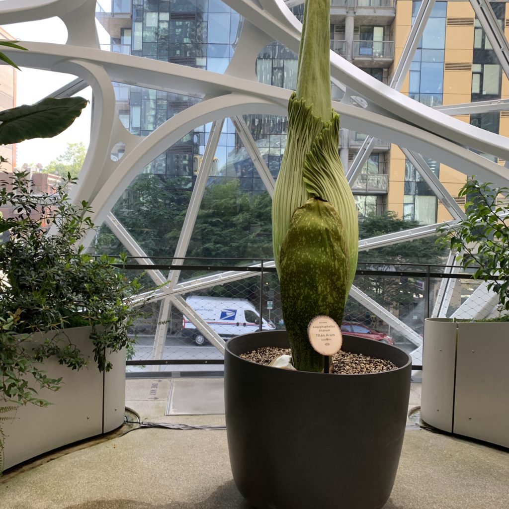 Amazon Spheres or how to visit the Seattle Spheres